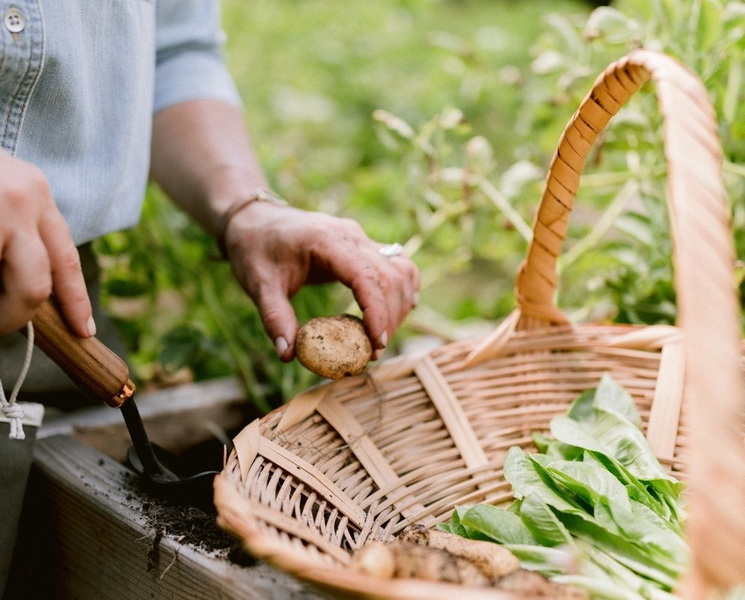 How To Get Rid of Bugs in Wicker Basket? - HNL