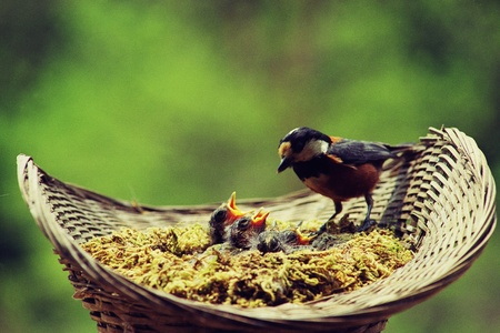 How To Make Wicker Basket for Birds? - HNL